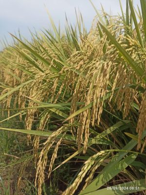 Kementan Kucurkan Rp7 Miliar untuk Optimasi Lahan Padi di Lombok Tengah