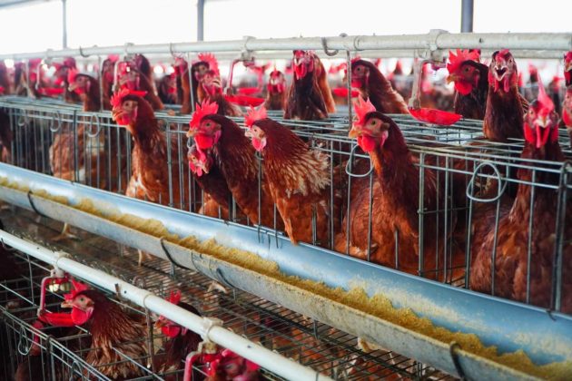 Harga Ayam Broiler Masih di Bawah HAP, Bapanas Cari Solusi Bersama Peternak
